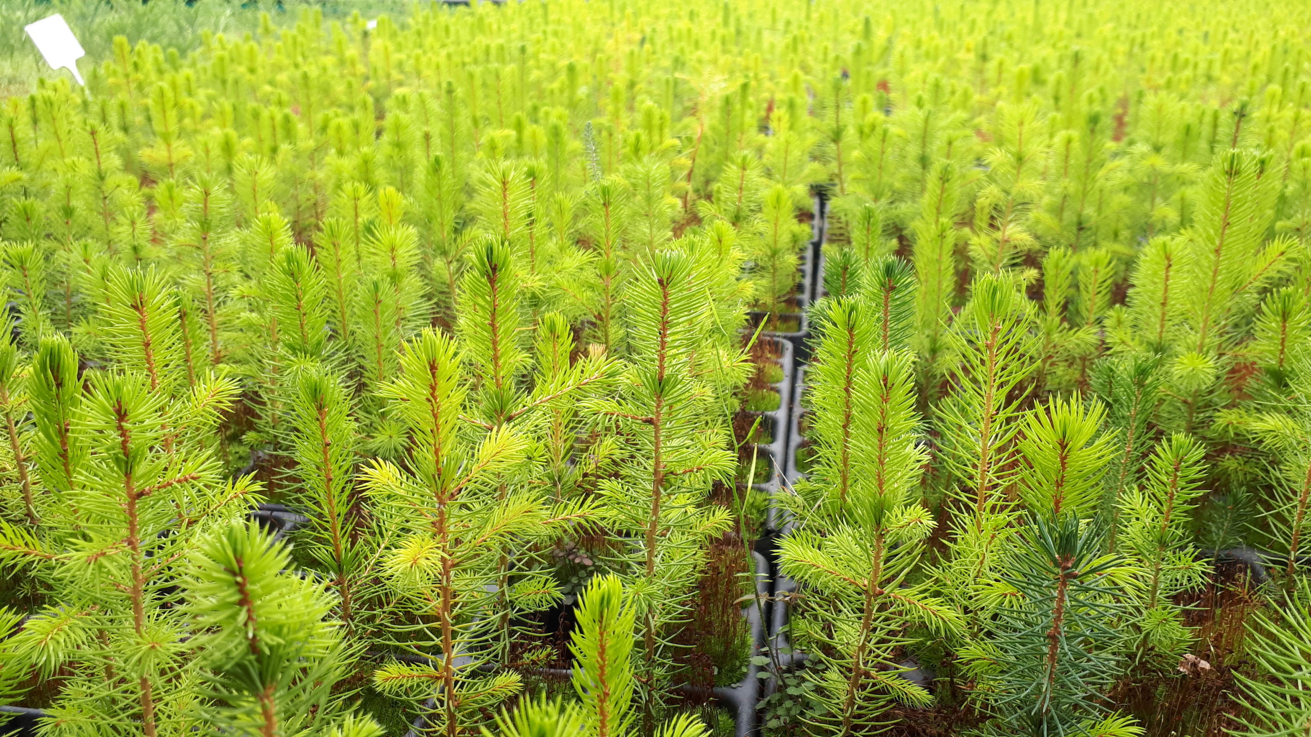 Gallery - Forest Direct Ltd